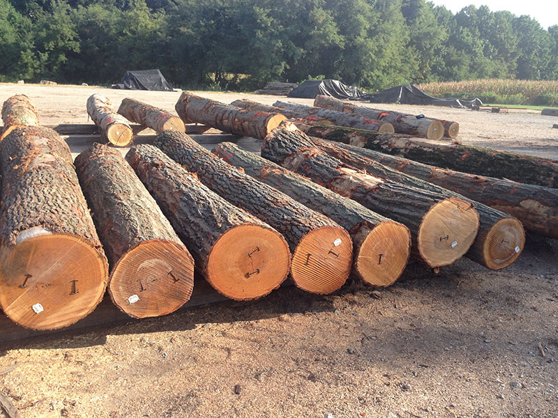 About Us – Bloomus